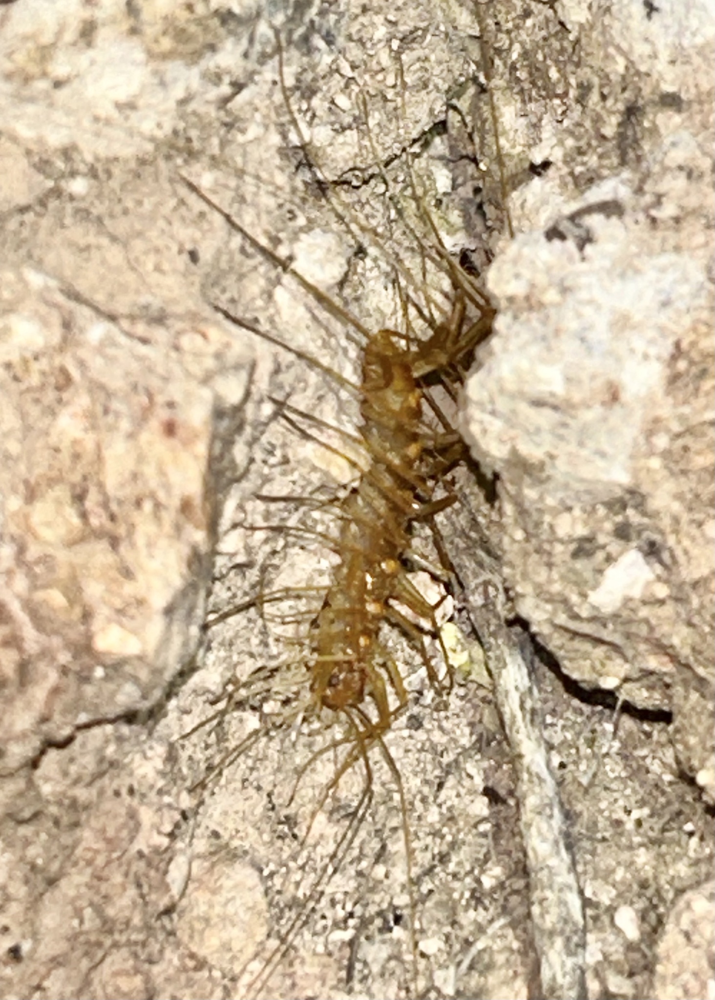 Scutigera linceci Wood, 1867