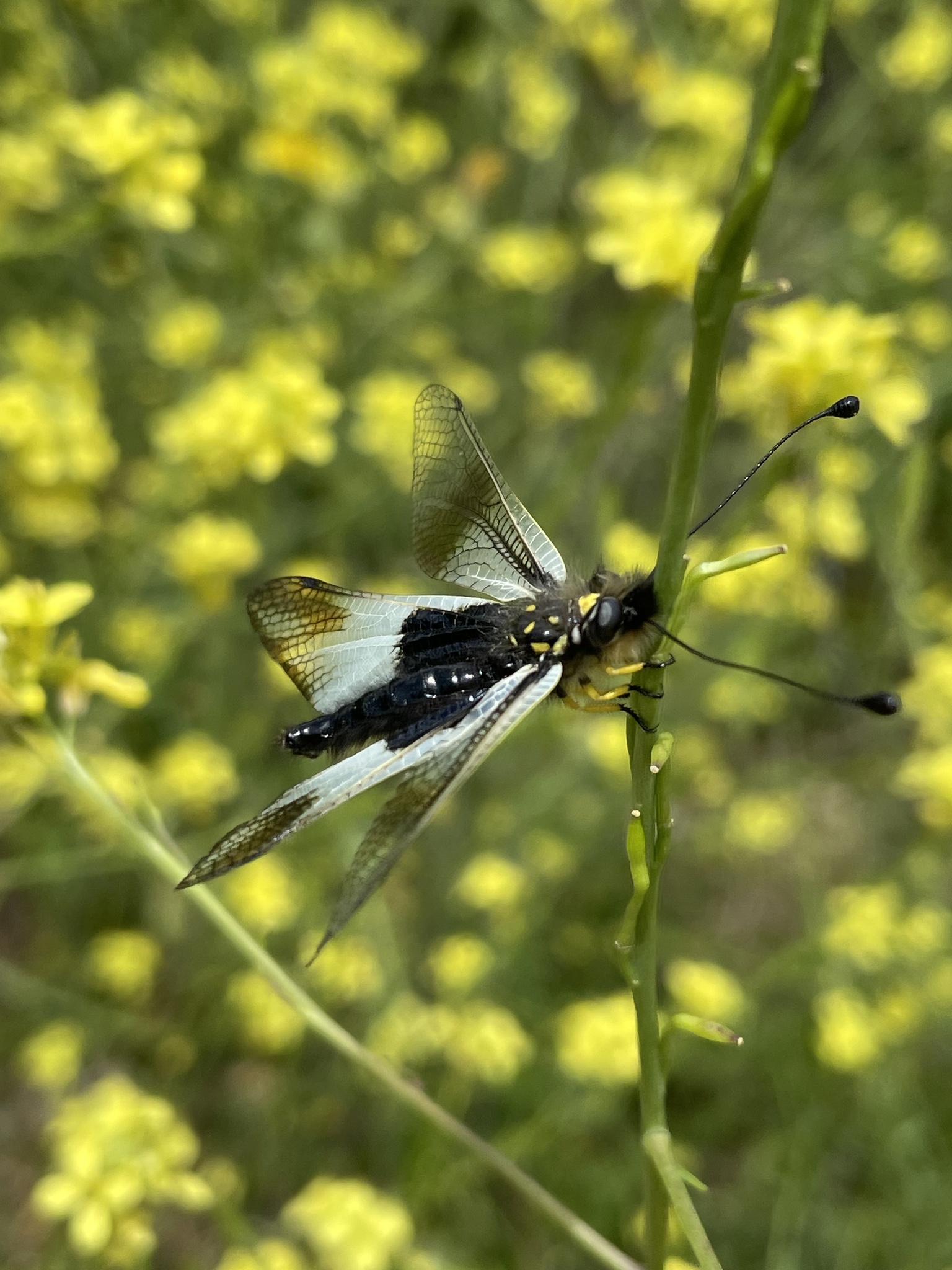 Libelloides lacteus (Brullé, 1832)