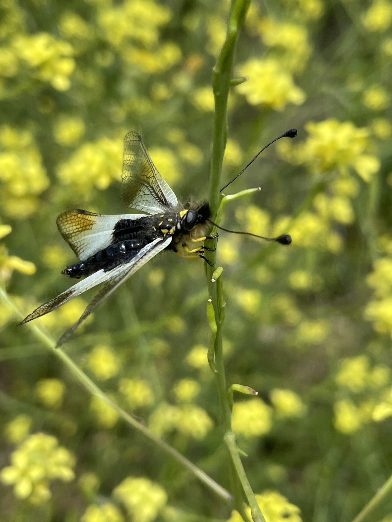 Libelloides lacteus (Brullé, 1832)
