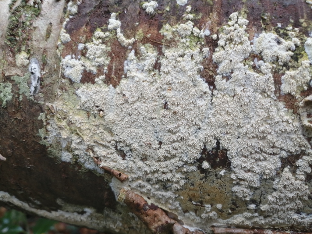 Xylodon bresinskyi from Derbyshire, UK on November 25, 2021 at 01:46 PM ...