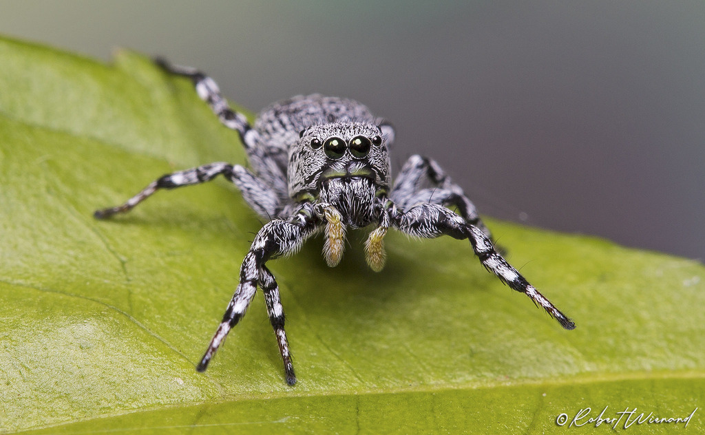 Black Heliophanus Jumping Spider in April 2021 by Robert Wienand. ID ...