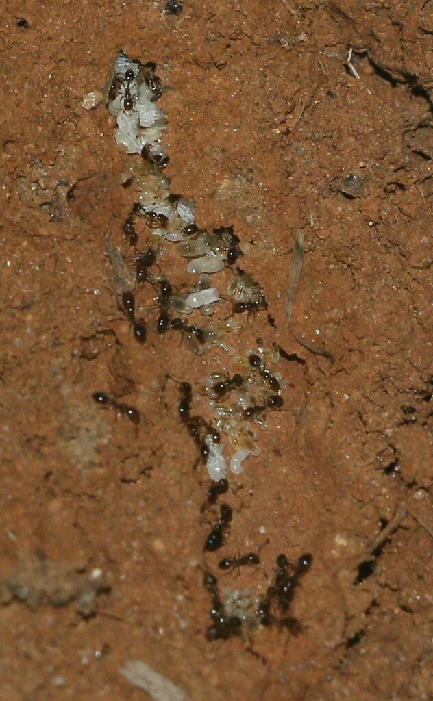 Trichomyrmex mayri from Guddekeri, Karnataka 577424, India on May 13 ...