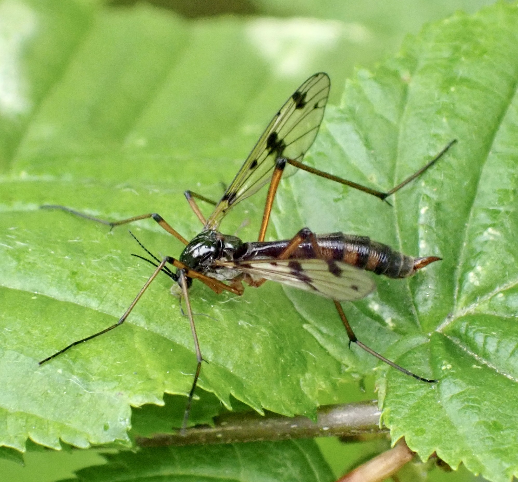 Ptychoptera contaminata (Linnaeus, 1758)