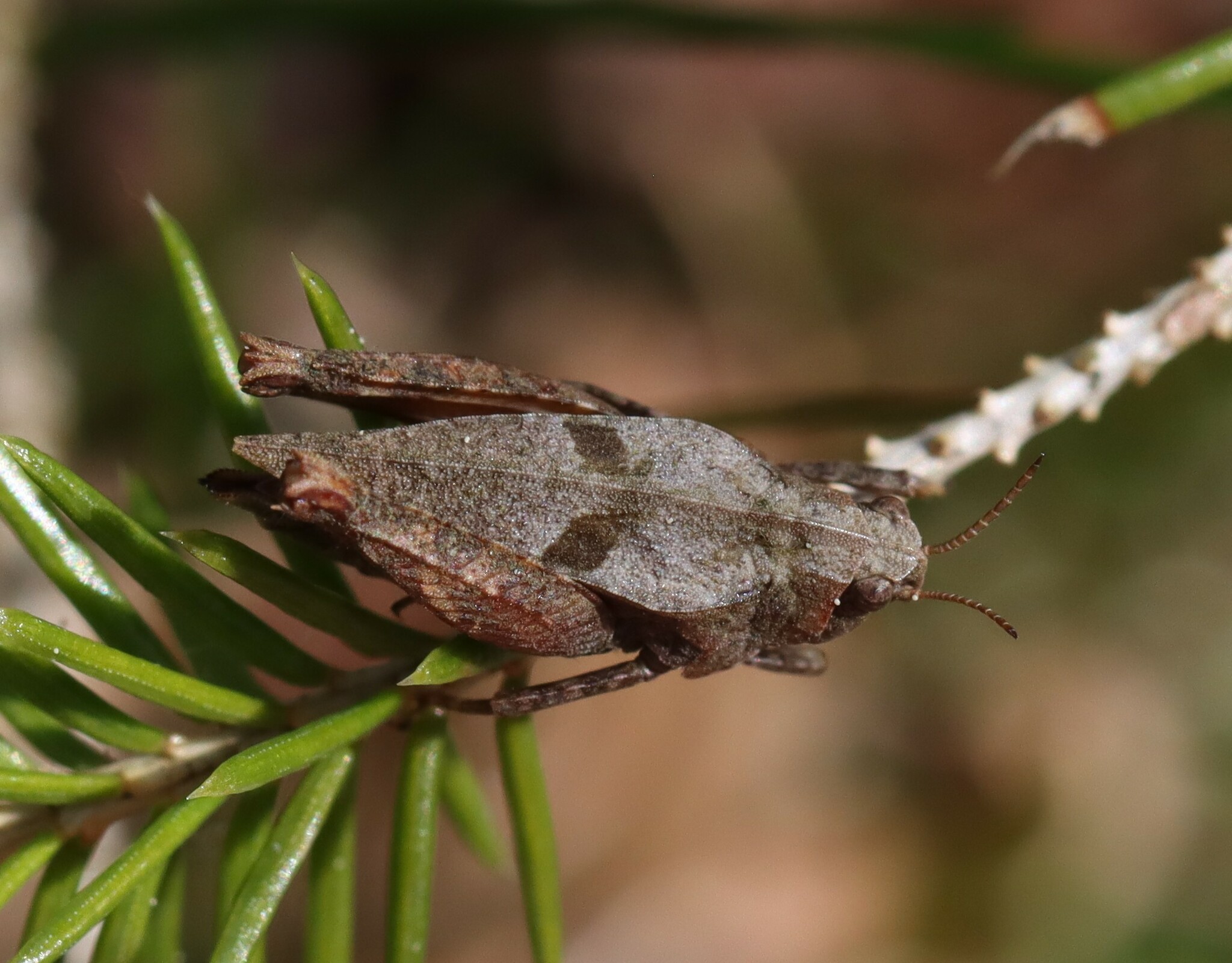 Tetrix bipunctata (Linnaeus, 1758)