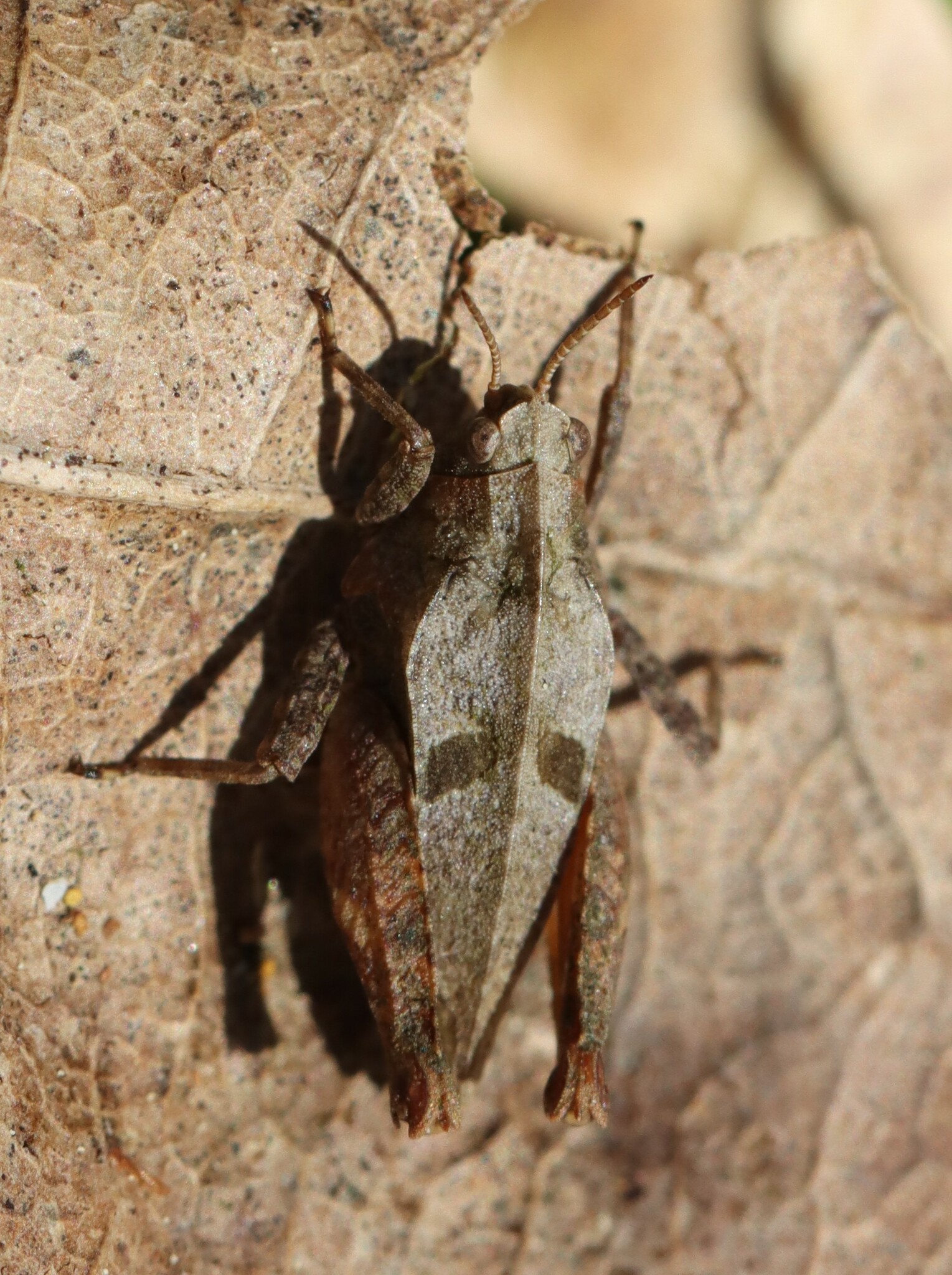 Tetrix bipunctata (Linnaeus, 1758)