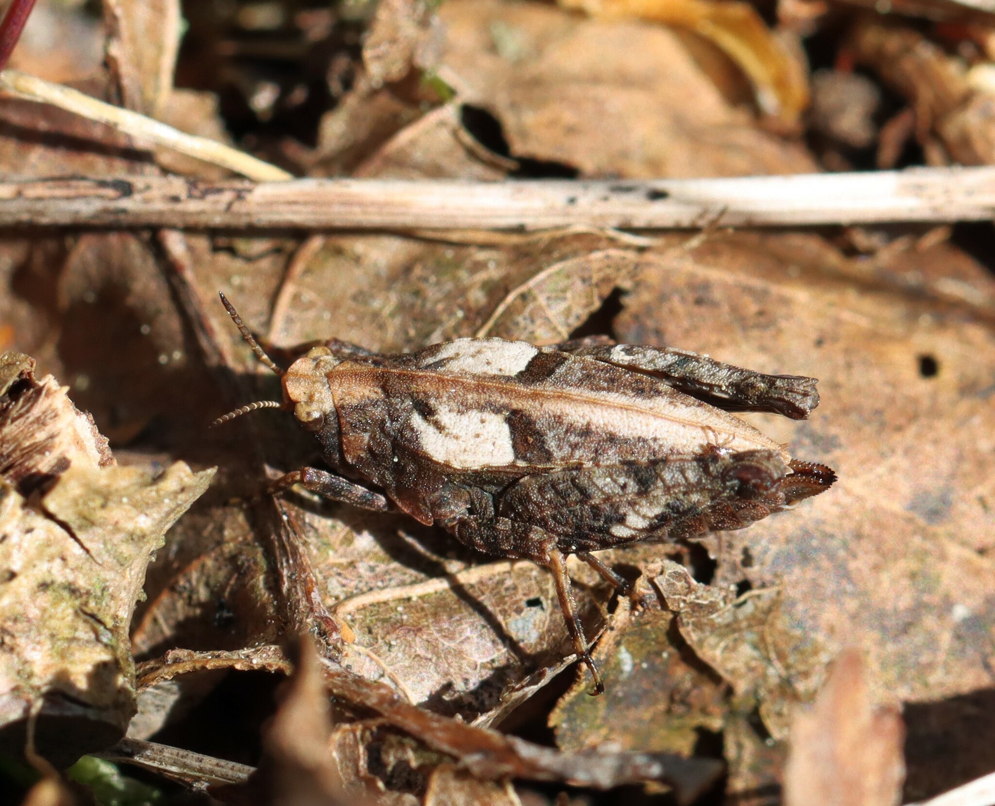 Tetrix bipunctata (Linnaeus, 1758)