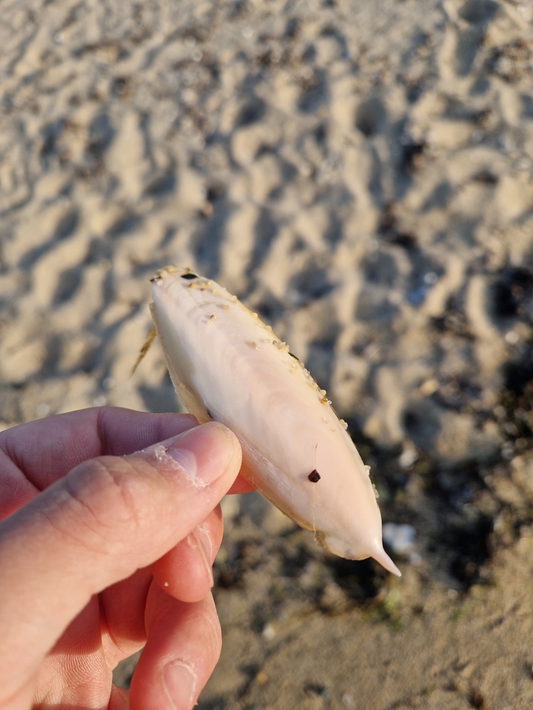 Pink Cuttlefish from France on 17 May, 2023 at 08:35 PM by Pierre ...