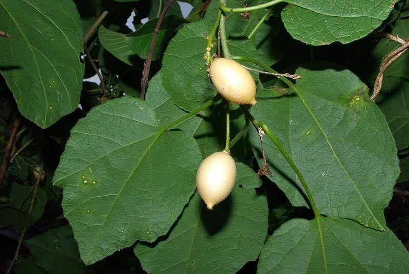 (Pyrenacantha grandiflora) - Botanical Realm
