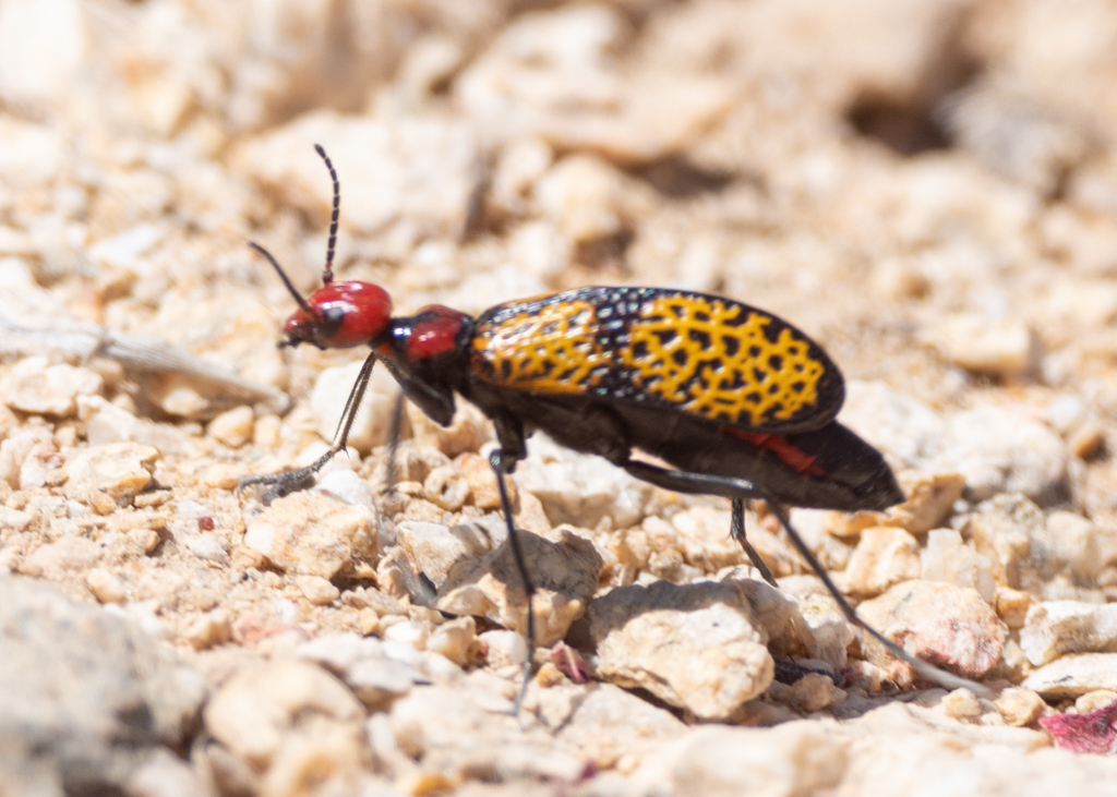 Iron Cross Blister Beetle from Sabino Canyon, Catalina Foothills, AZ ...