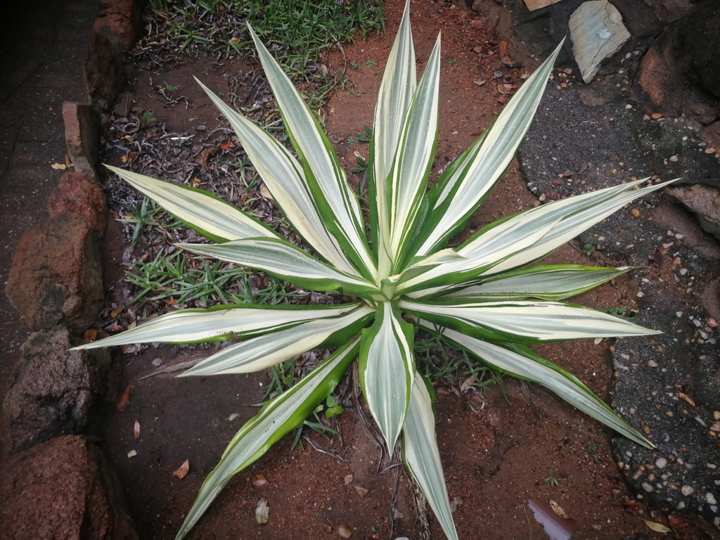 Mauritius hemp from Phalaborwa, 1390, South Africa on May 15, 2023 at ...