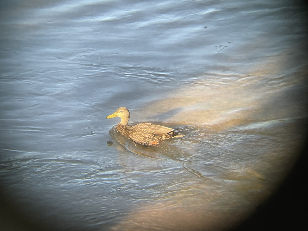 Mexican Duck from Gila County, AZ, USA on May 17, 2023 at 07:01 AM by ...
