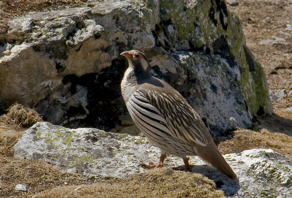 Tibetan Snowcock (Everest/Sagarmatha 2019 Project) · iNaturalist
