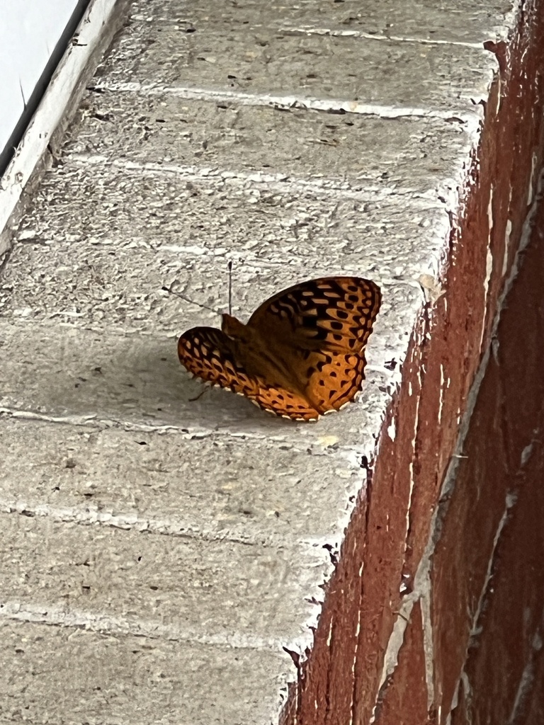 Great Spangled Fritillary from Carrollton Rd, Danville, VA, US on May ...