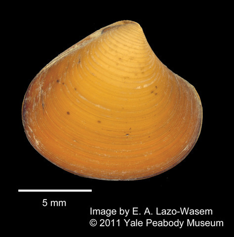 Montagu's Astarte Clam (Tridonta montagui) · iNaturalist