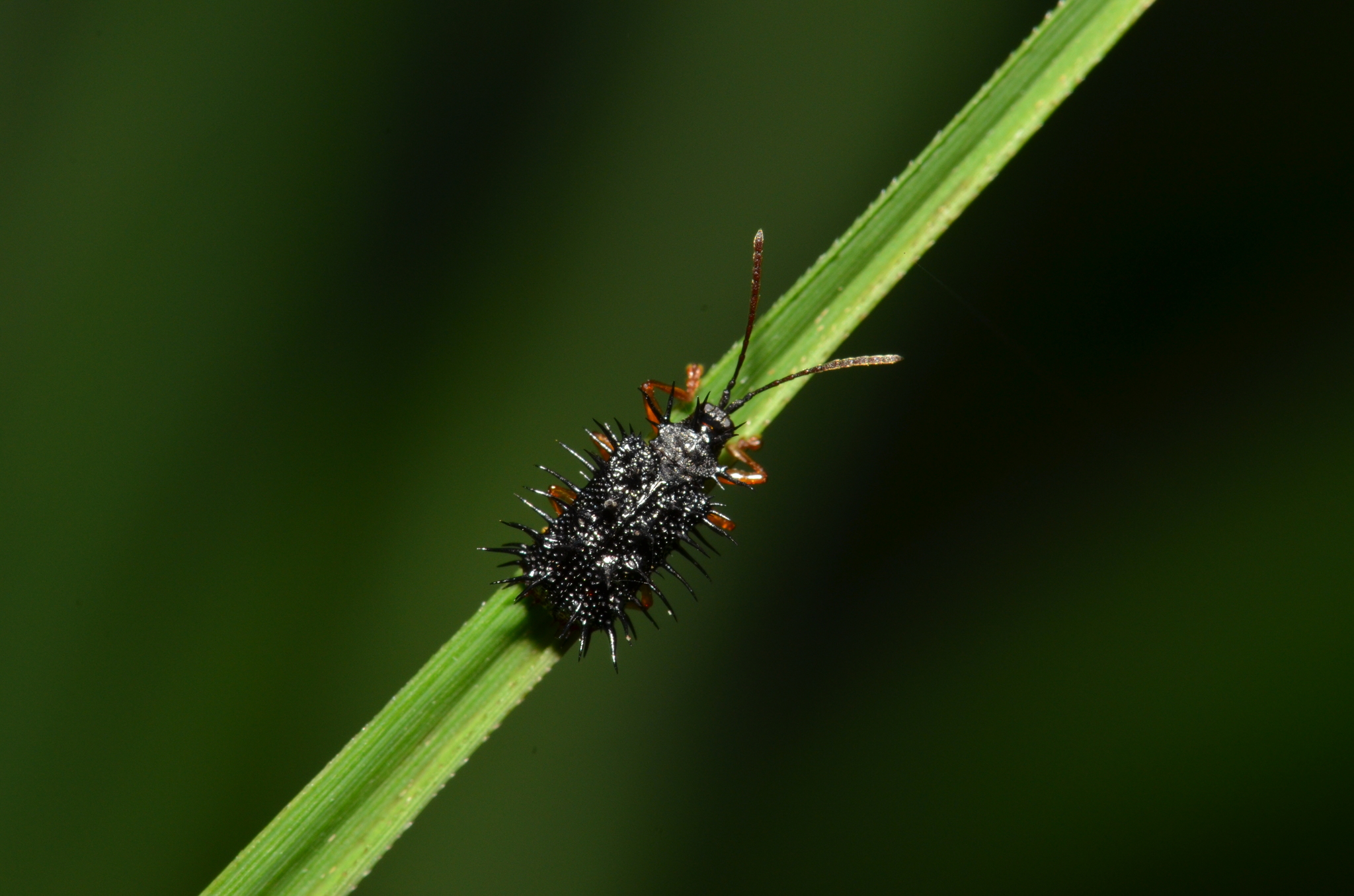 Dactylispa sauteri Uhmann, 1927