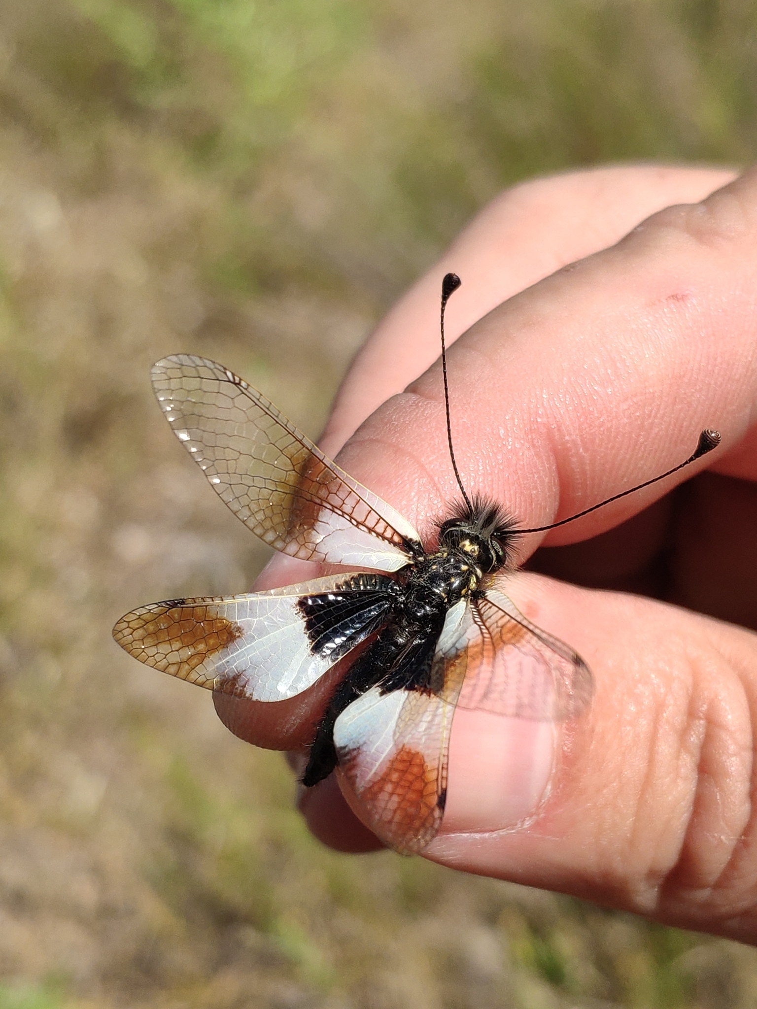 Libelloides lacteus (Brullé, 1832)