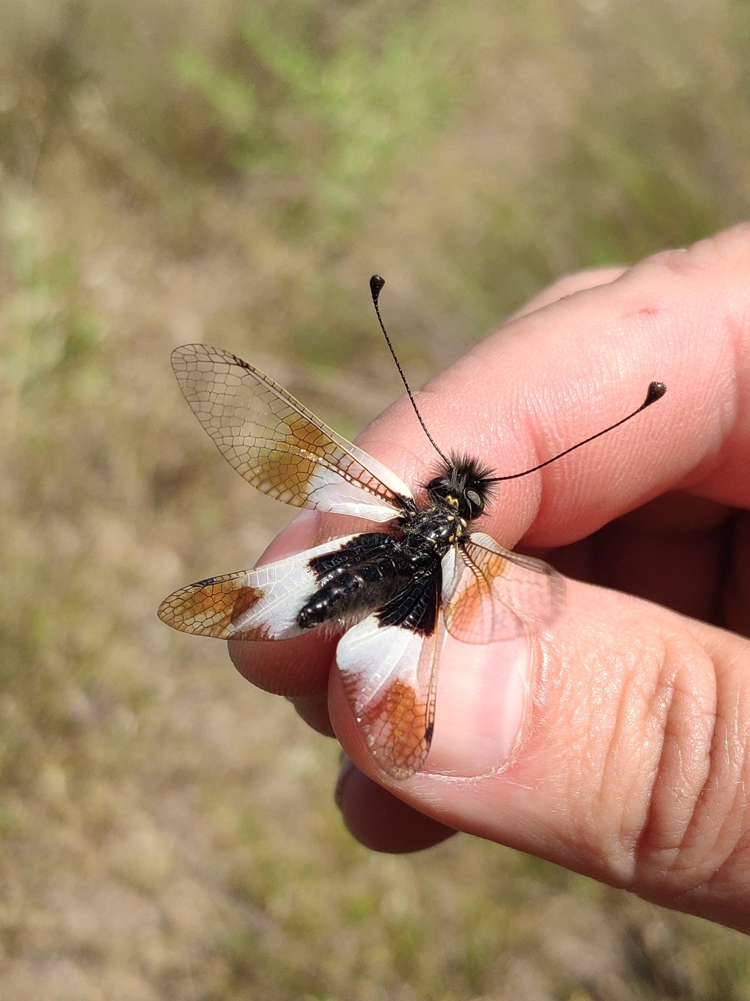 Libelloides lacteus (Brullé, 1832)