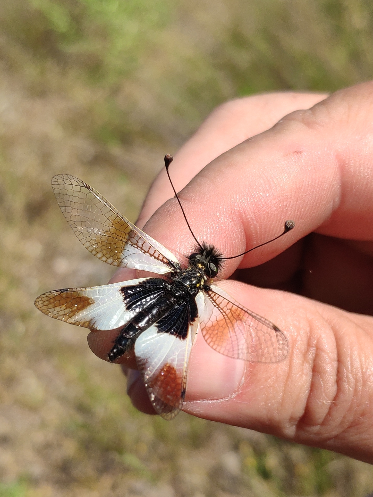 Libelloides lacteus (Brullé, 1832)