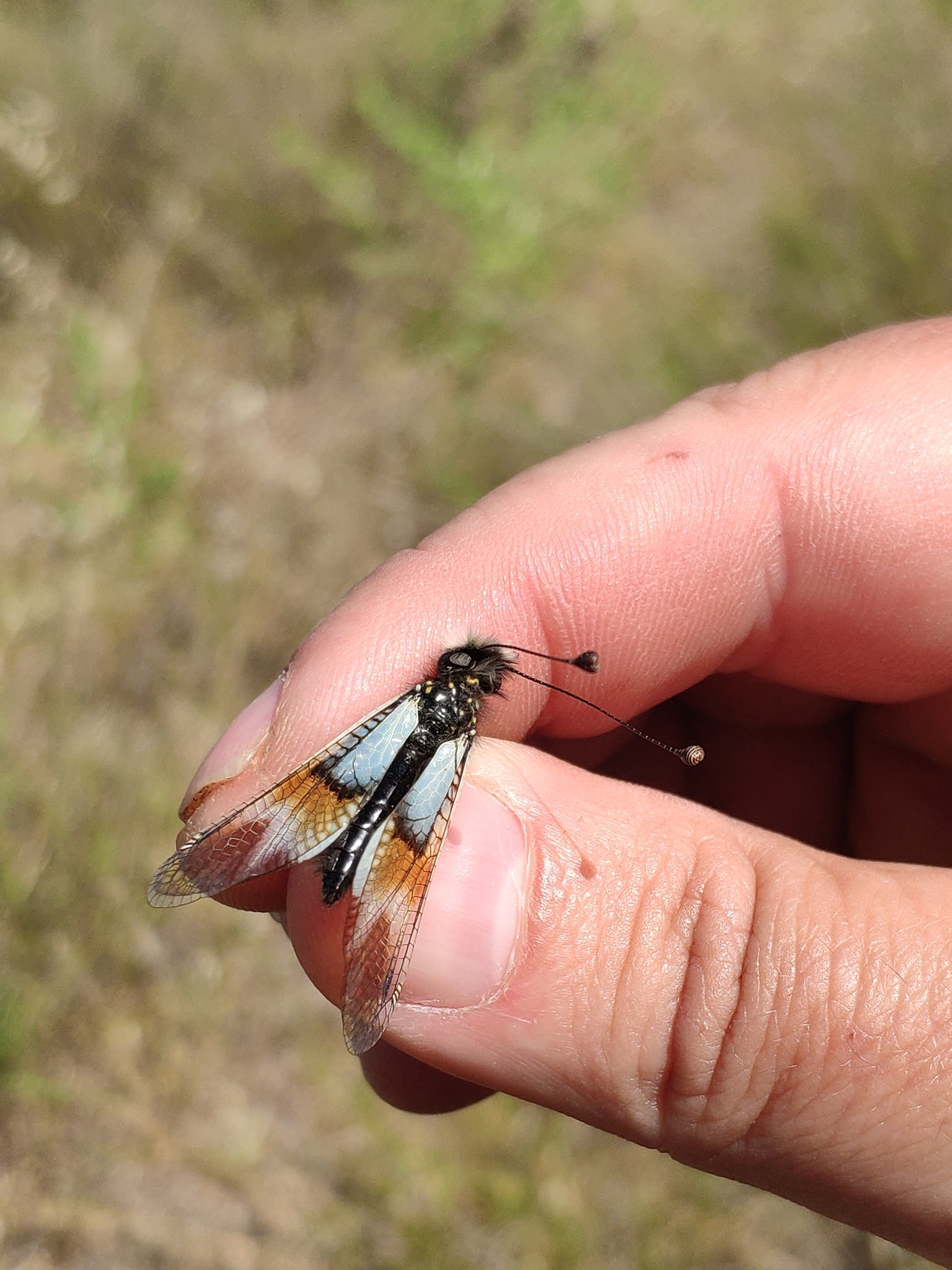 Libelloides lacteus (Brullé, 1832)