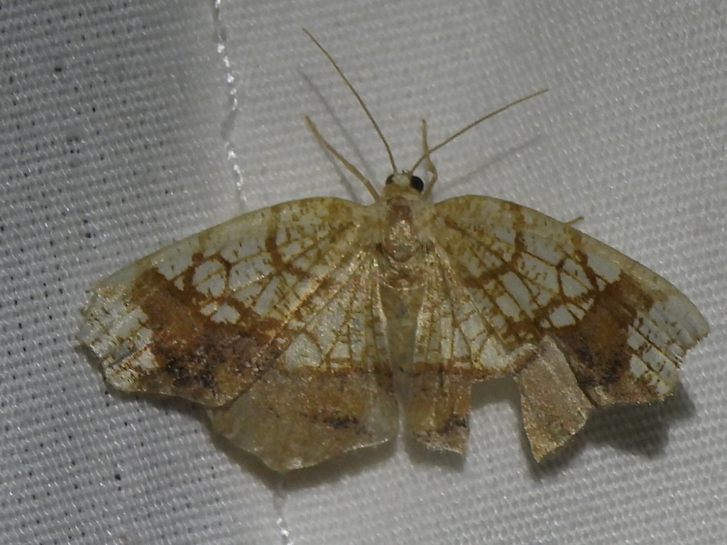 Horned Spanworm Moth from Duncanville, TX, USA on May 16, 2023 at 10:55 ...