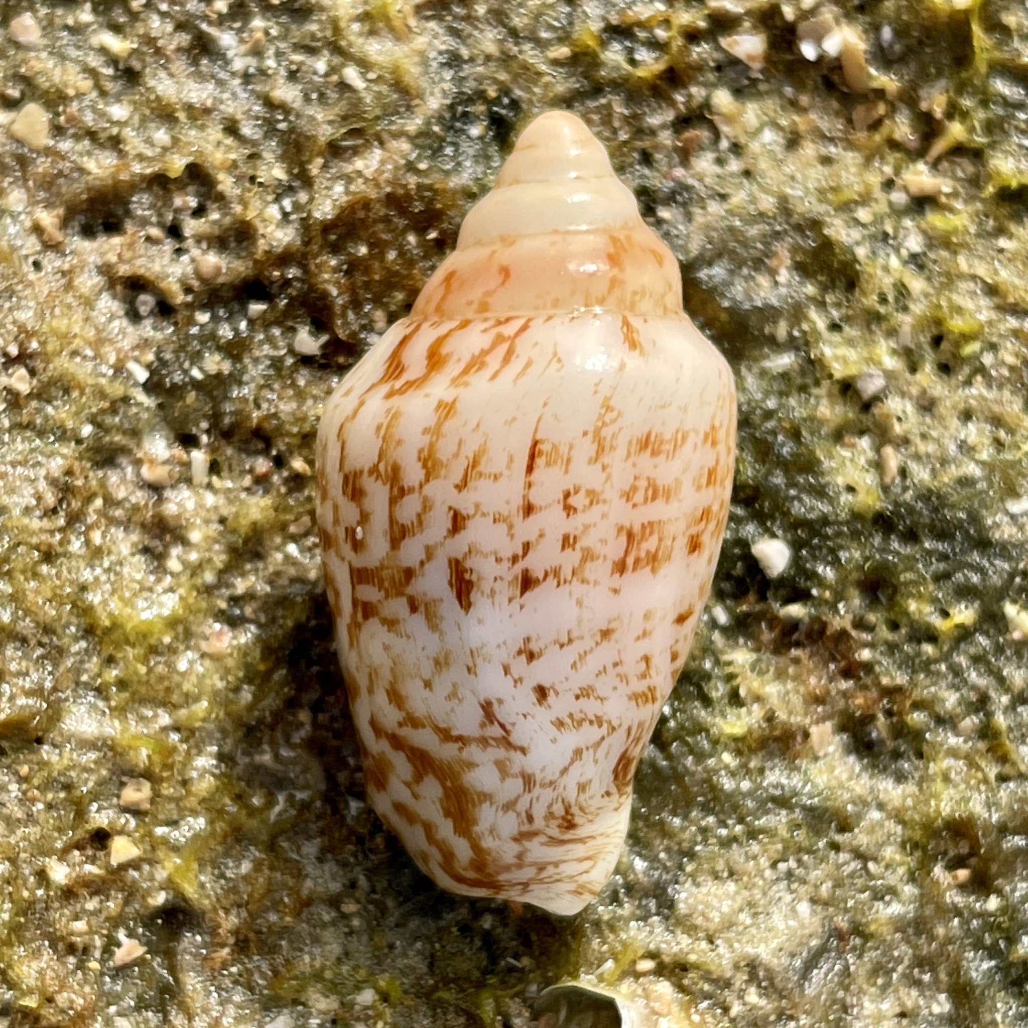 Conomurex persicus (Swainson, 1821)
