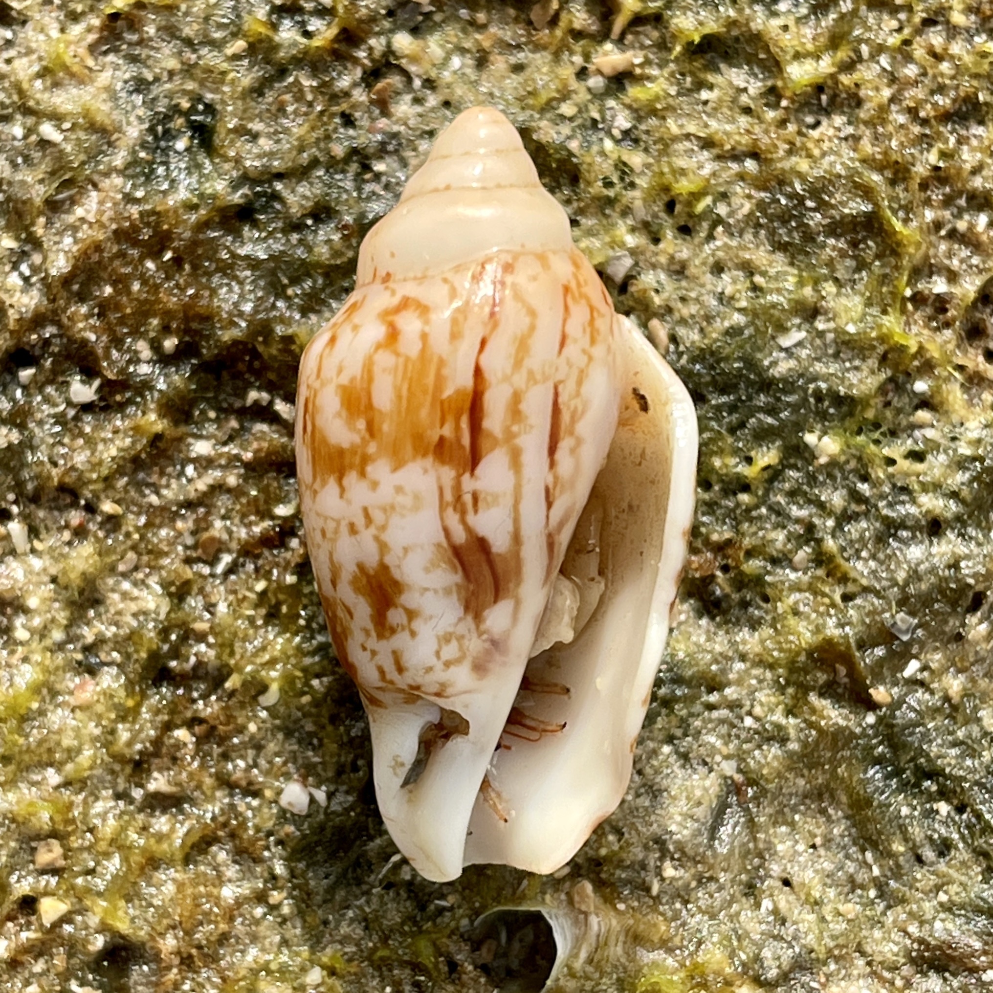 Conomurex persicus (Swainson, 1821)