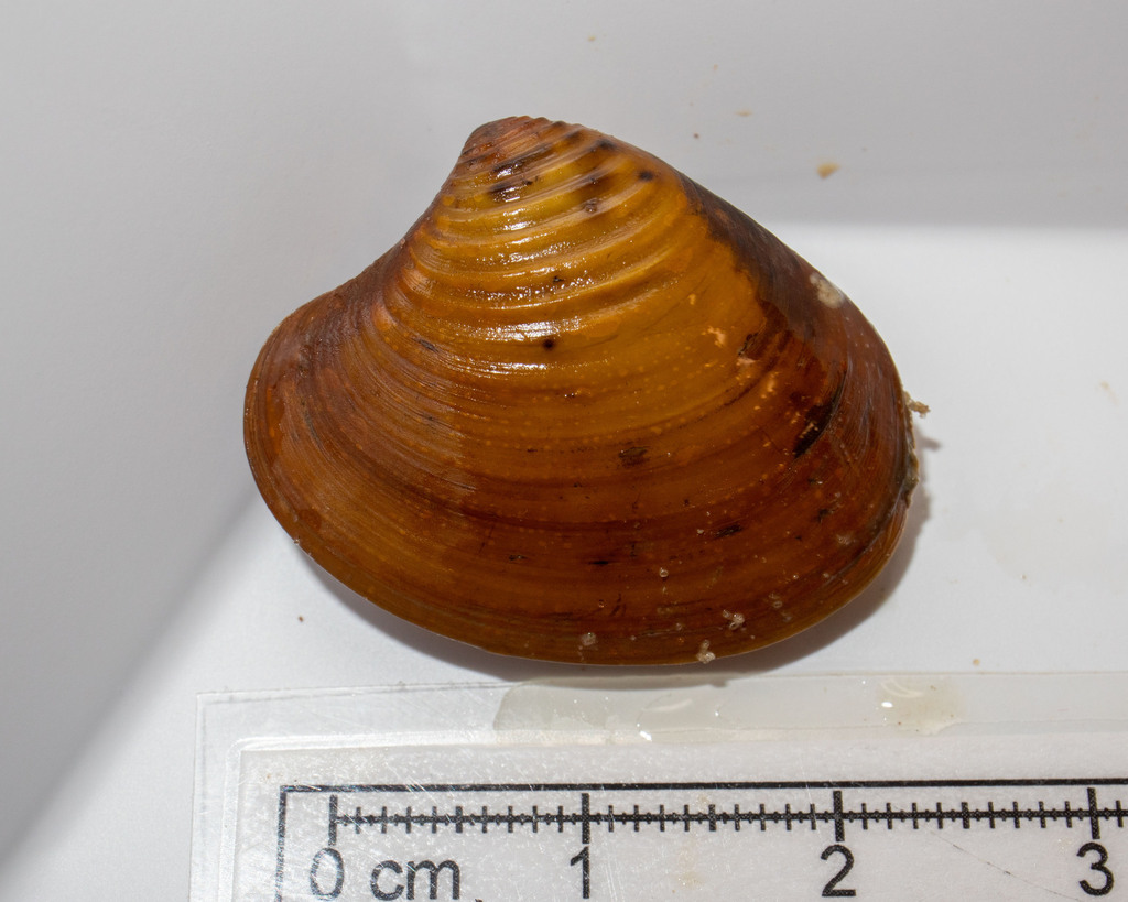 Elliptical Astarte Clam (Bivalves of the United States Pt.1) · iNaturalist