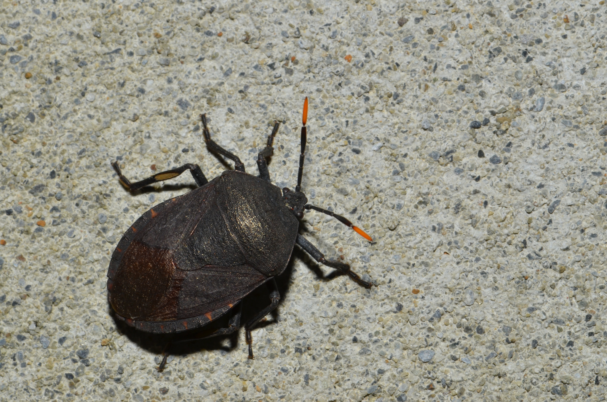 Coridius chinensis (Dallas, 1851)