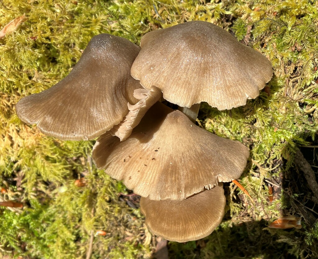 star pinkgill from Scottish Borders, UK on May 13, 2023 at 11:30 AM by ...