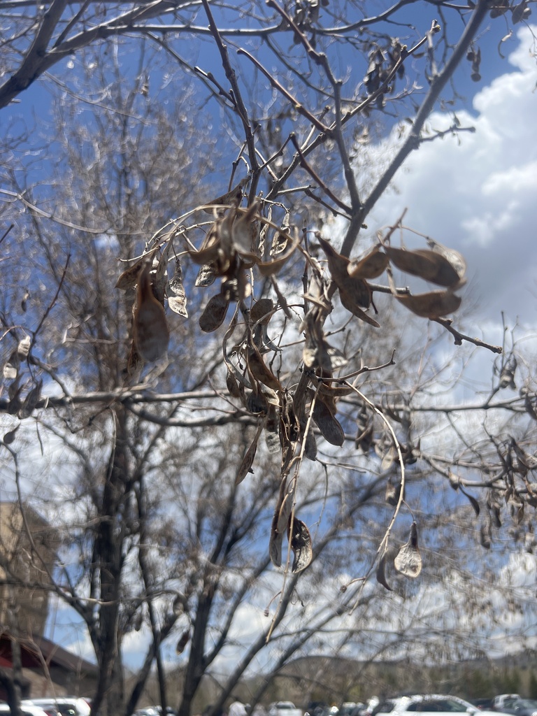 box elder from Park City High, Park City, UT, US on May 15, 2023 at 01: ...