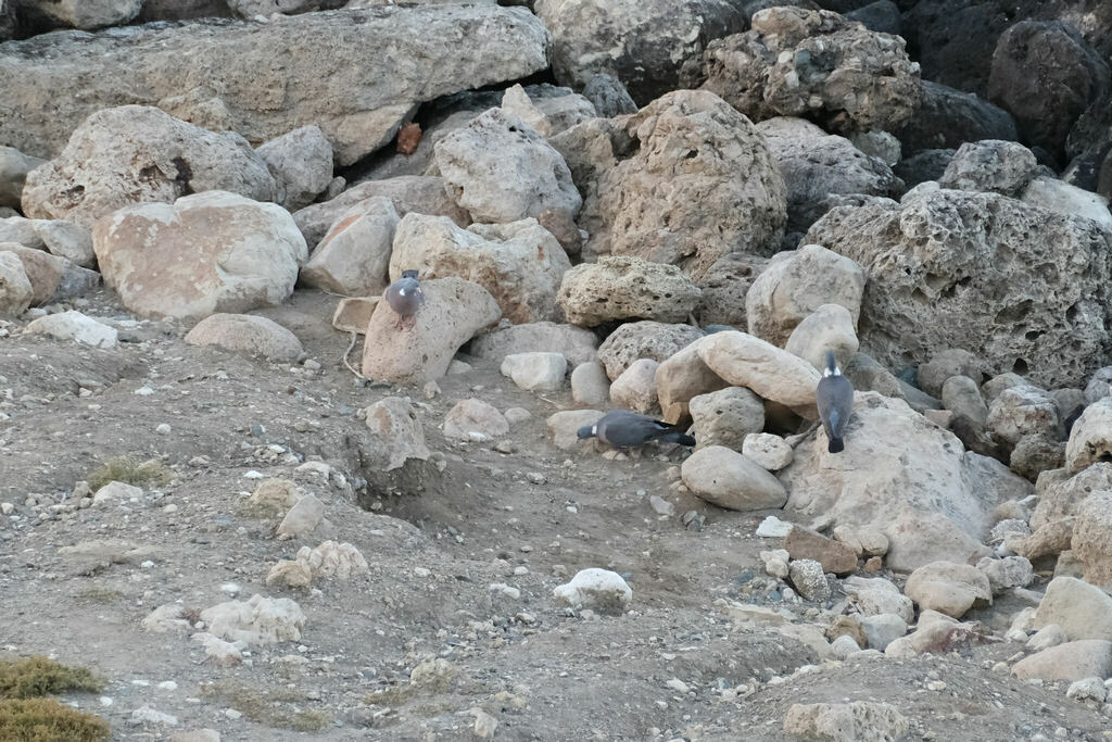 Common Wood-Pigeon from Neo Chorio, Cyprus on April 23, 2023 at 06:40 ...