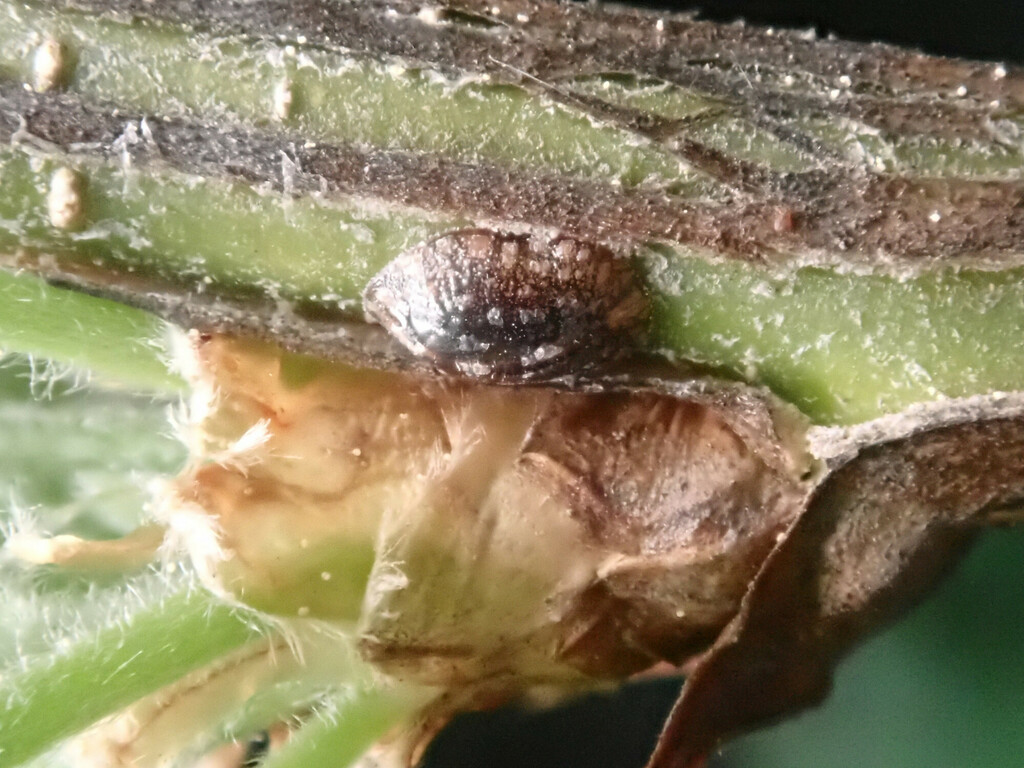 European Fruit Scale from Химки, Московская обл., Россия on May 17 ...