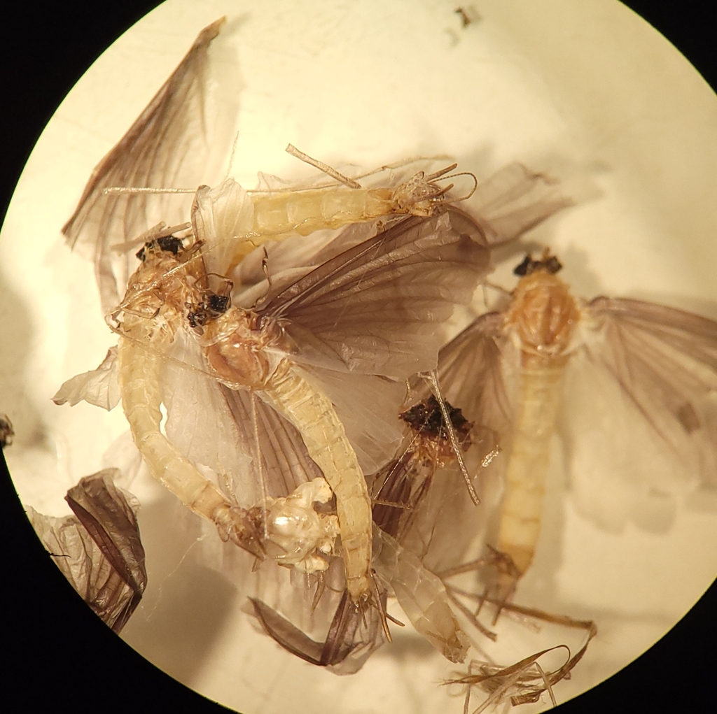 American Sand-burrowing Mayfly from Holt, FL 32564, USA on April 23 ...