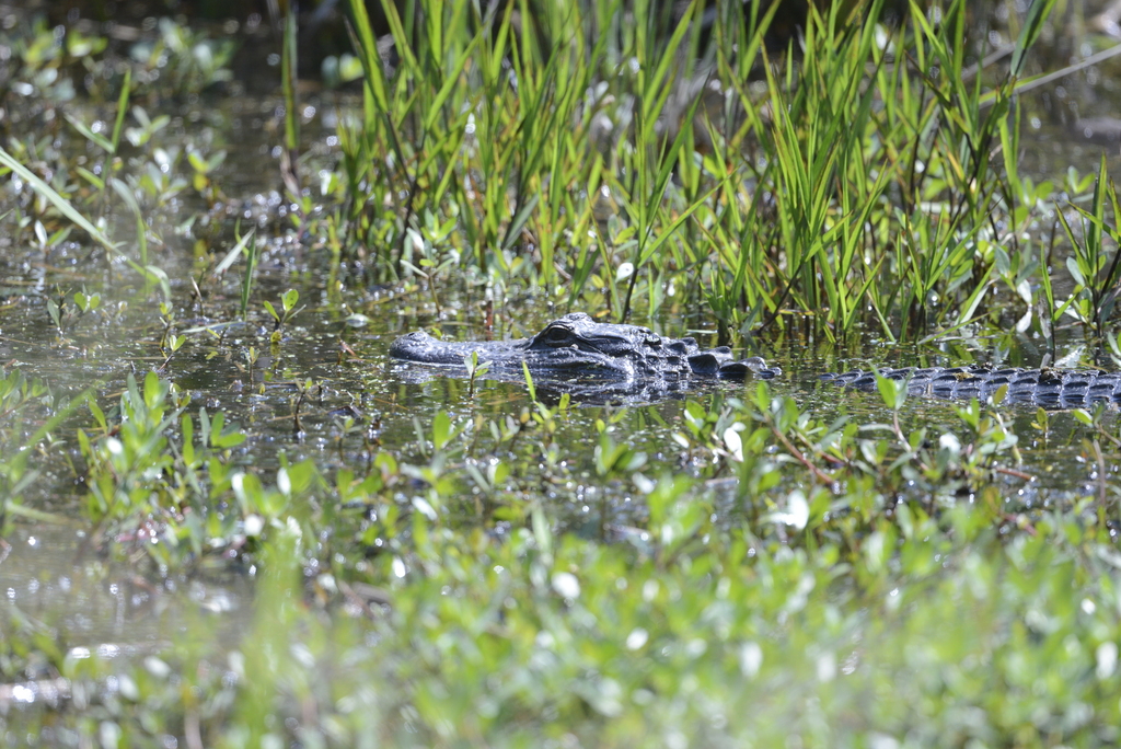 American Alligator in May 2023 by mkosiewski. The furthest north I've ...