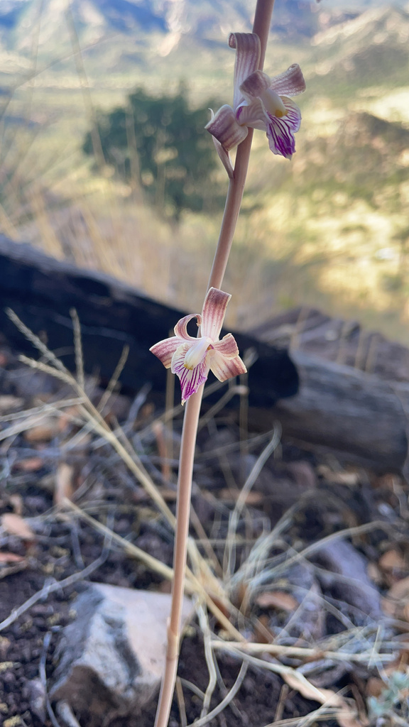 Coleman's Coralroot in May 2023 by Saunders Drukker · iNaturalist