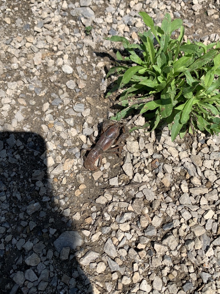 Prairie Crayfish from Jerry Smith Park, Kansas City, MO, US on May 17 ...