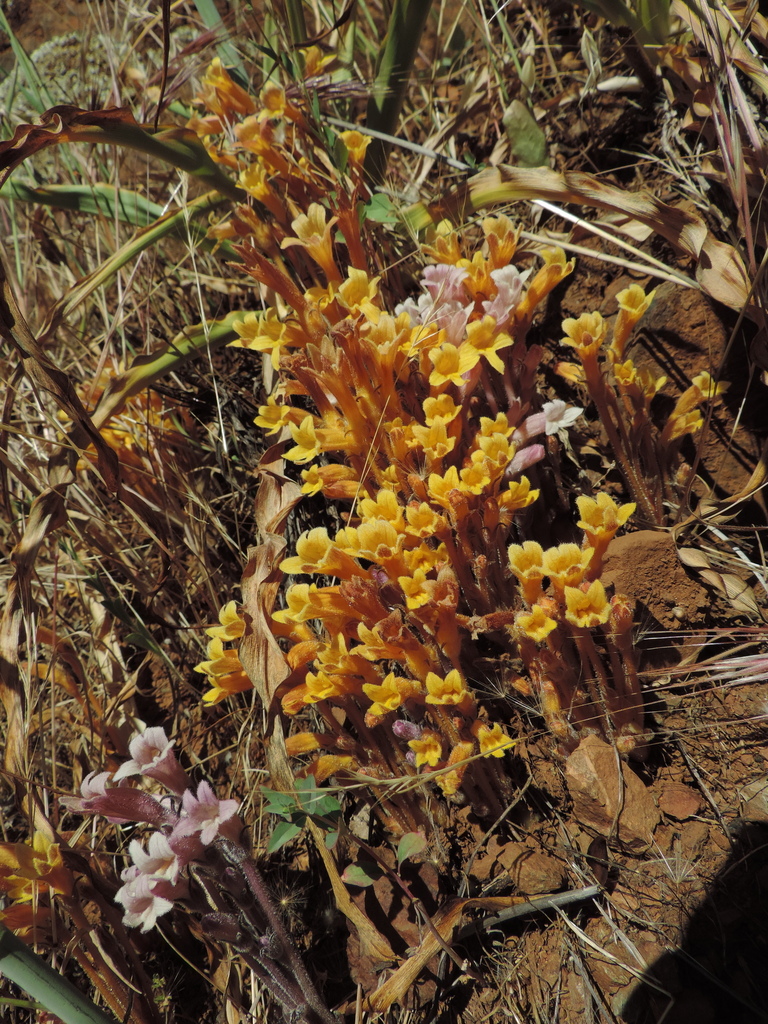 yellow clustered broomrape from Mount Diablo State Park, Contra Costa ...