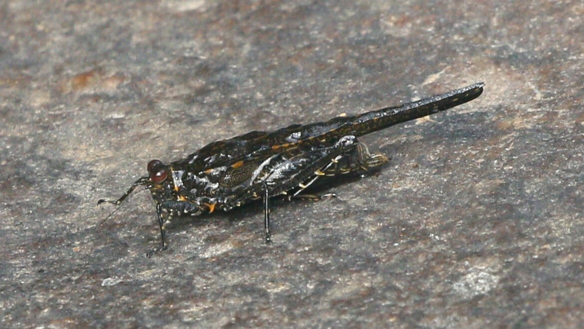 Euscelimena harpago (Serville, 1838)