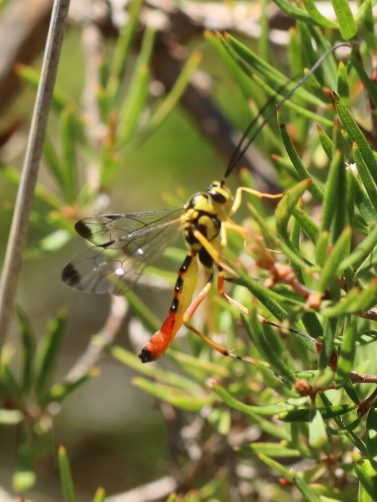 Ichneumonid Wasps from Blue Mountains NSW, Australia on April 11, 2023 ...
