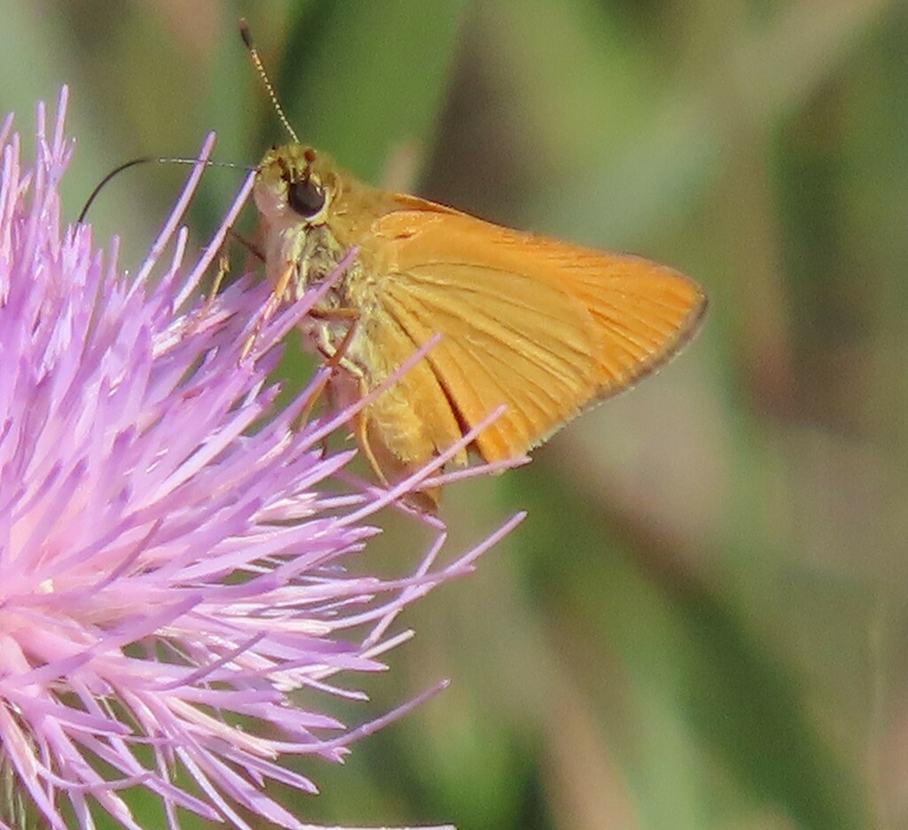 Delaware Skipper from Babcock-Webb WMA, Punta Gorda, FL 33955, USA on ...