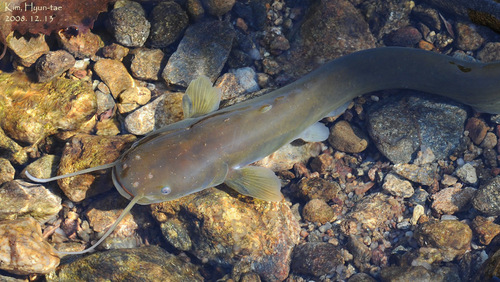 Slender Catfish (Silurus microdorsalis) · iNaturalist