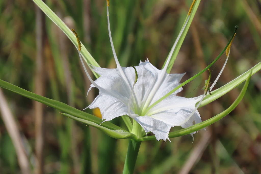 Alligator lily from Babcock-Webb WMA, Punta Gorda, FL 33955, USA on May ...
