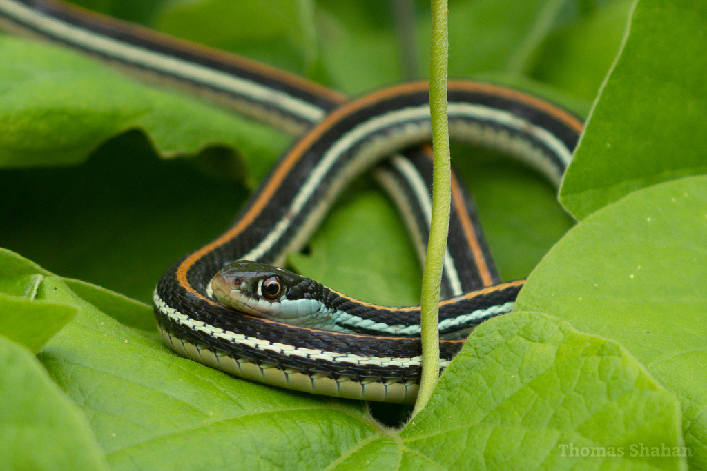 Orange-striped Ribbonsnake in May 2023 by Thomas Shahan · iNaturalist