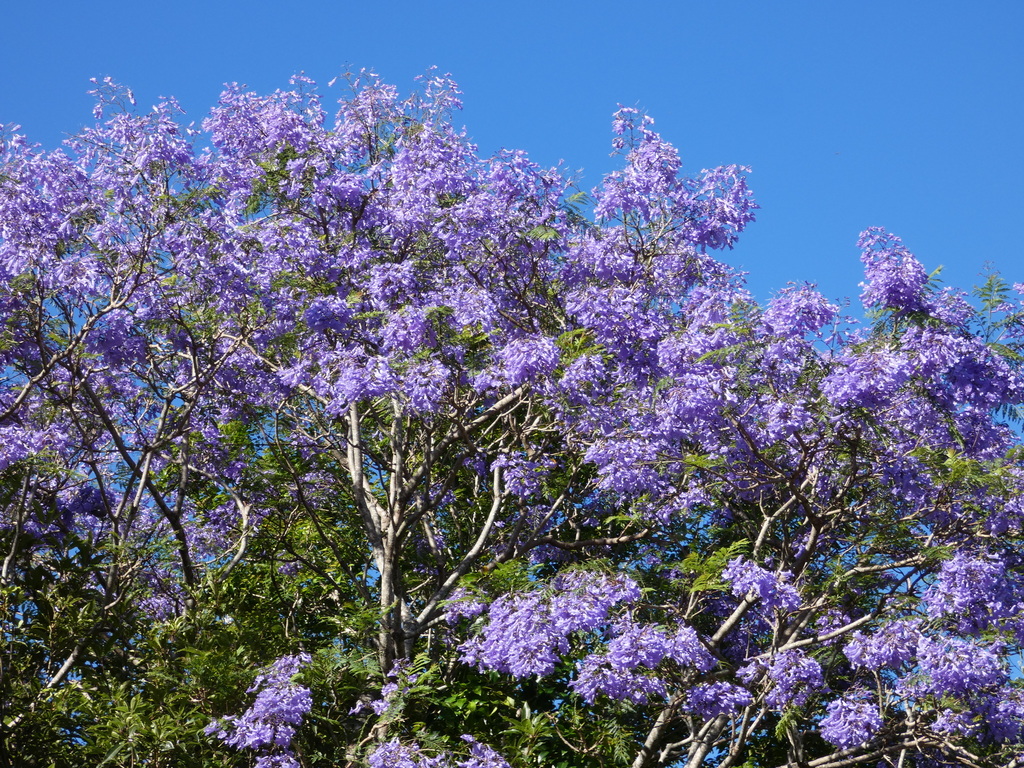 jacarandas (Jacaranda) - Botanical Realm
