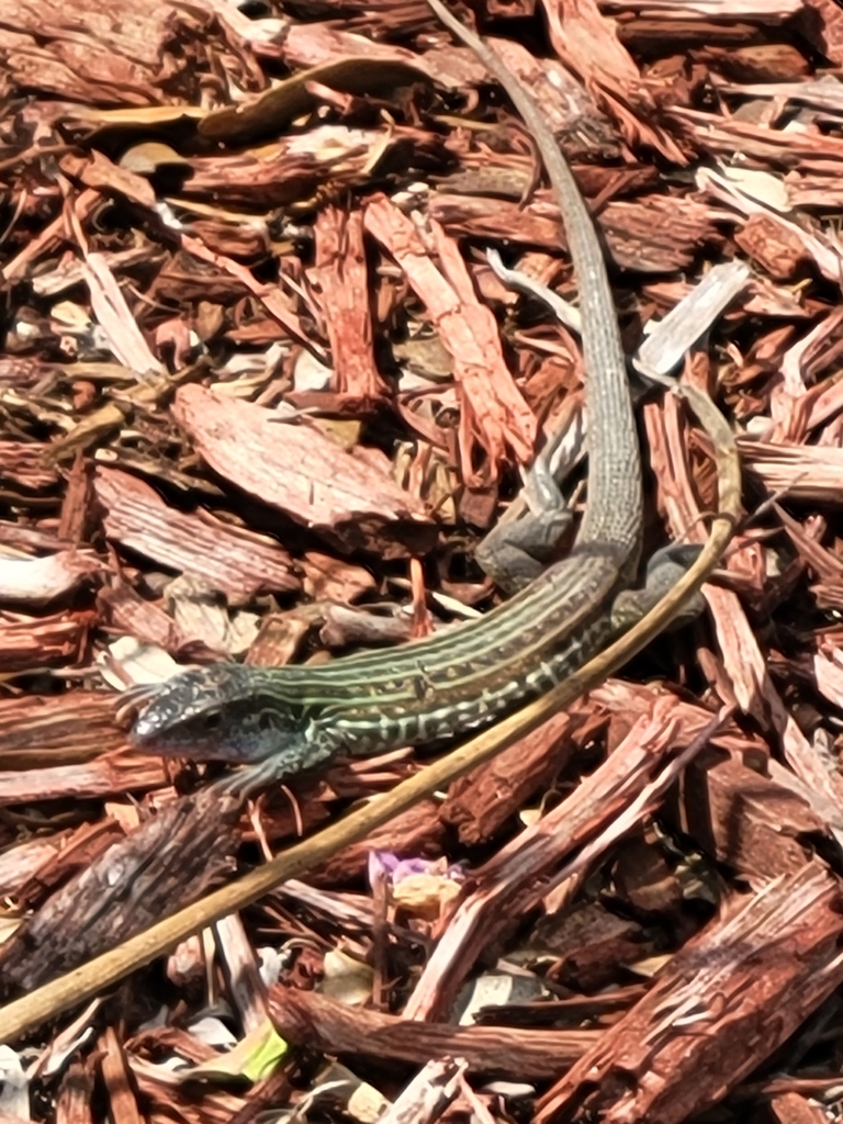 Common Spotted Whiptail from Victoria, TX 77901, USA on May 12, 2023 at ...