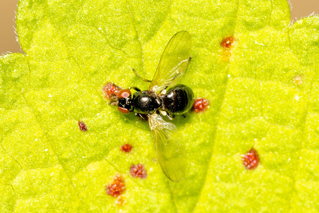 Cheese Skipper Flies and Allies from Menomonee Falls, WI 53051, USA on ...