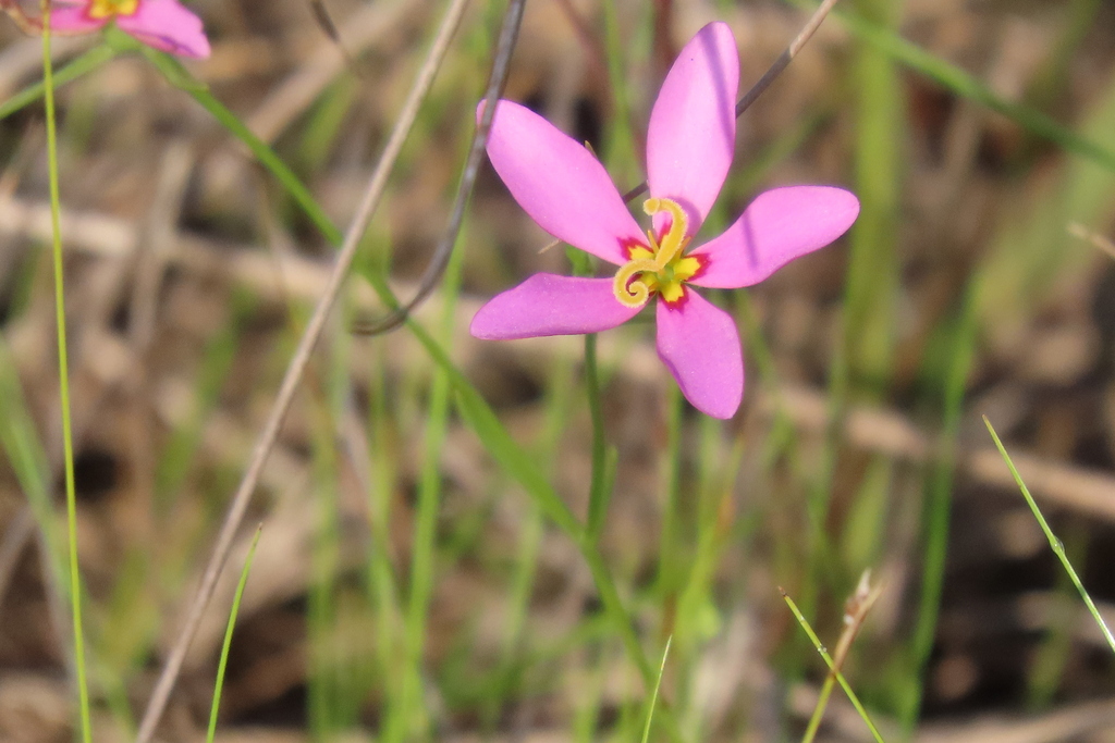 marsh pink from Babcock-Webb WMA, Punta Gorda, FL 33955, USA on May 17 ...