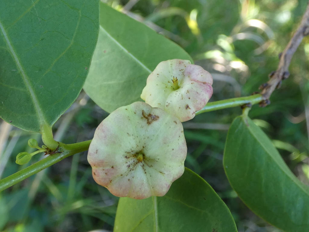 Cheese Tree (Glochidion ferdinandi) - Botanical Realm