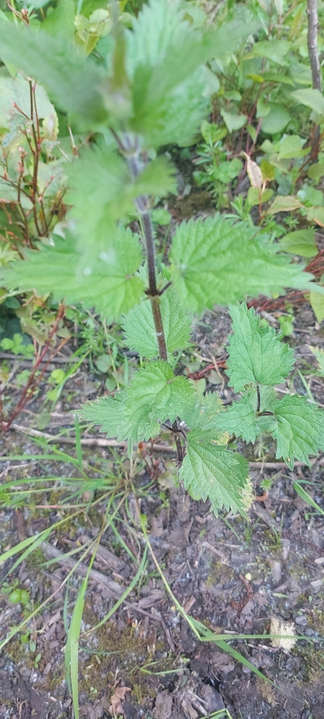 great stinging nettle from Waunarlwydd, Swansea SA5 4SF, UK on May 17 ...