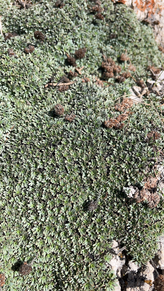 mat rock spiraea from Maybell on May 16, 2023 at 03:40 PM by Don Parker ...